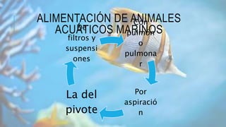 Animales acuaticos | PPTX