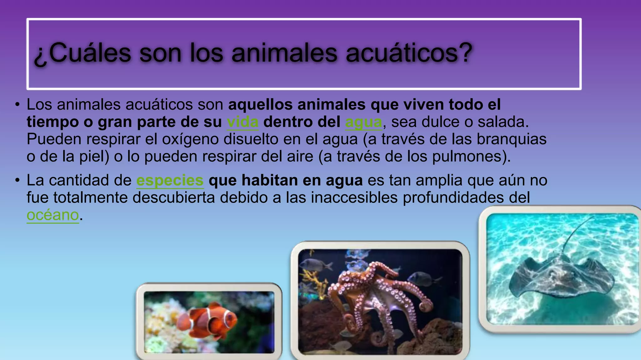 Animales acuaticos | PPTX | Zoos & Aquariums | Attractions