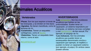 Animales acuaticos | PPTX