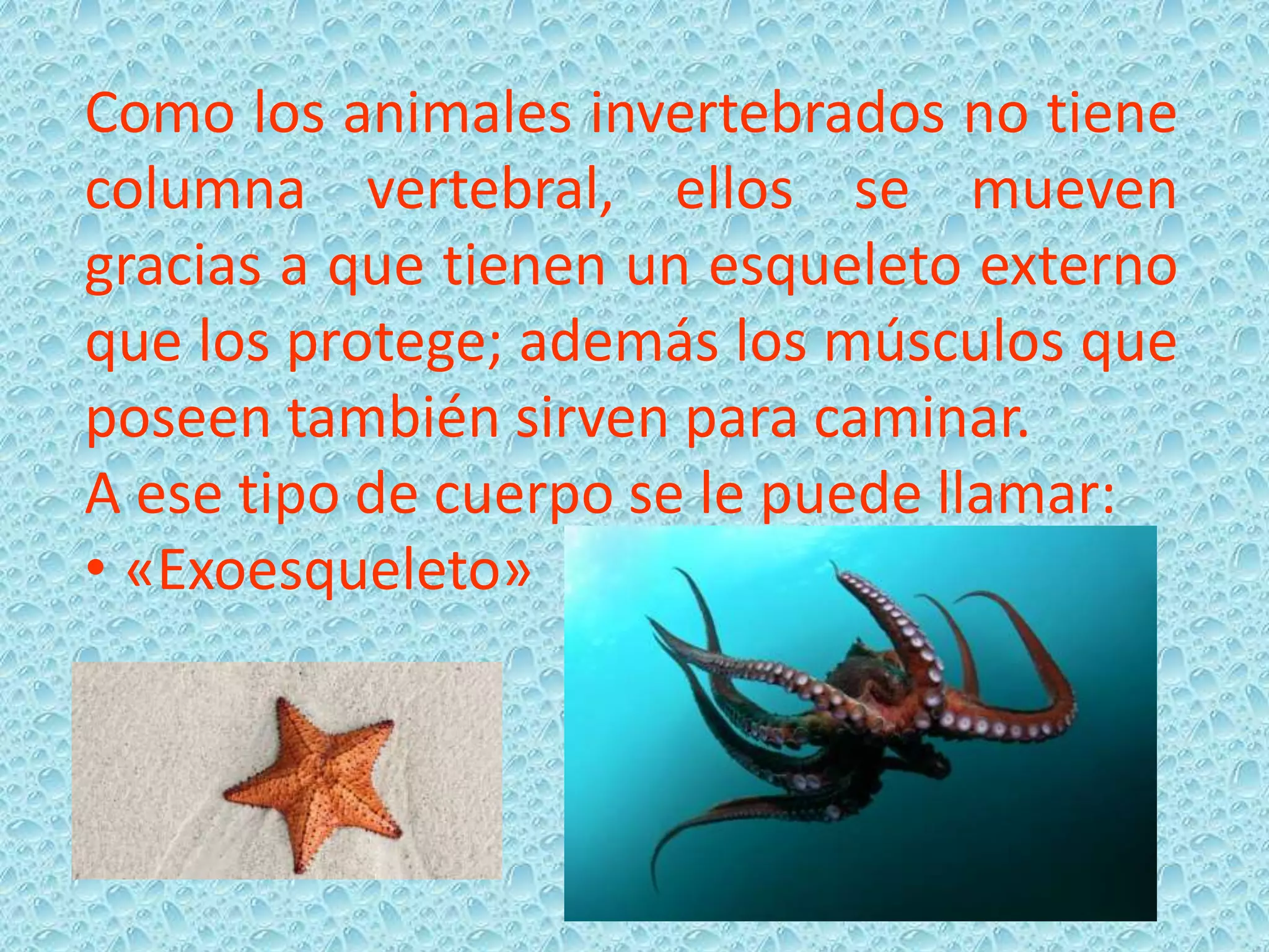 Animales Acuáticos | PPT