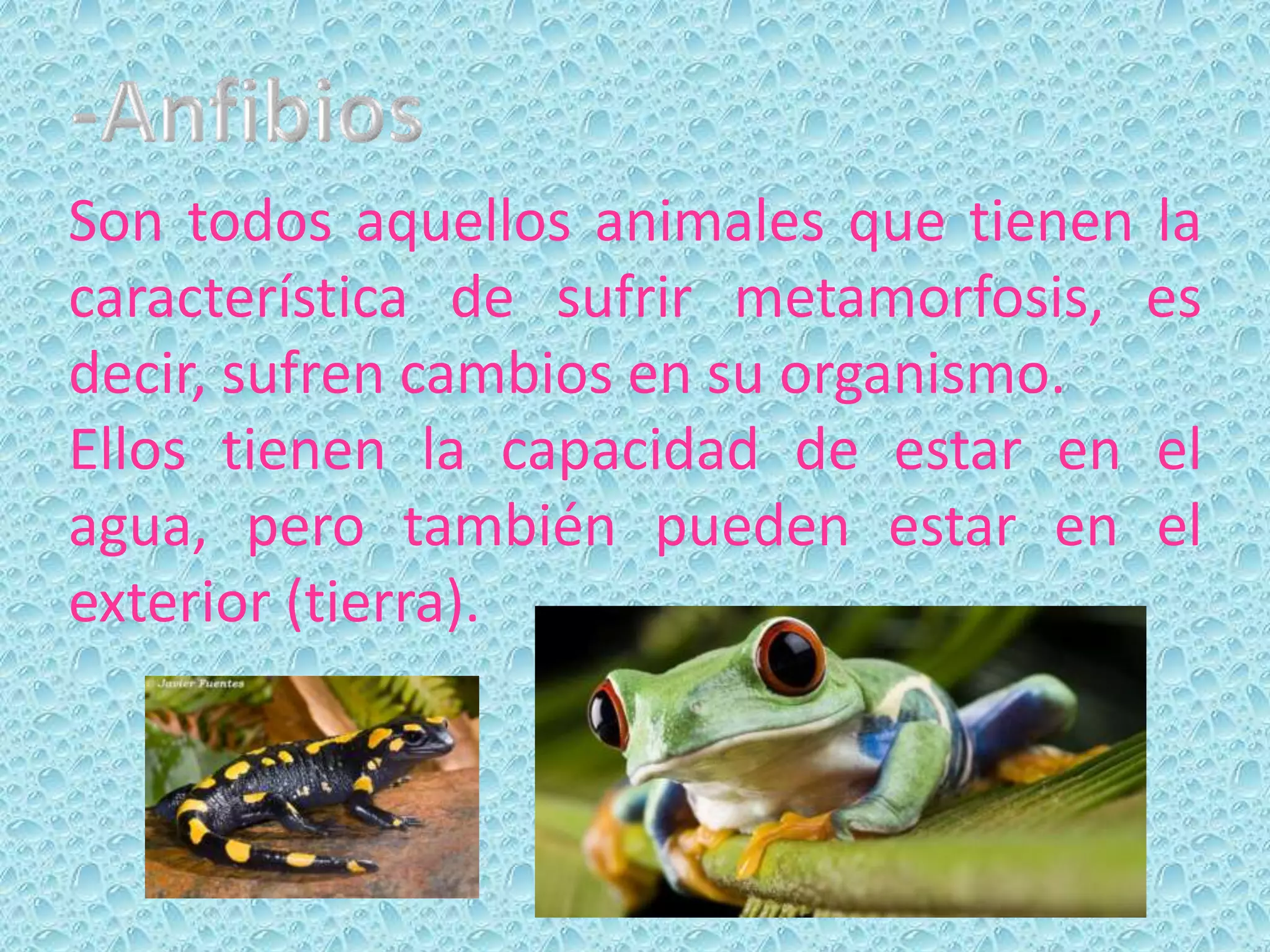 Animales Acuáticos | PPT