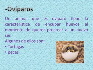 Animales Acuáticos | PPTX