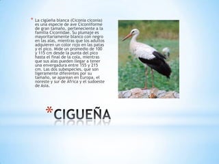Animales aereos | PPTX