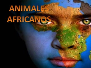 Animales africanos | PPTX