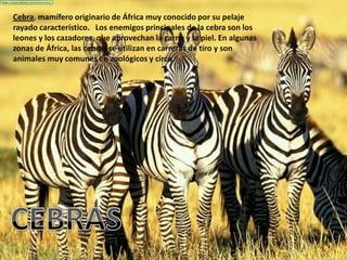 Animales africanos | PPTX