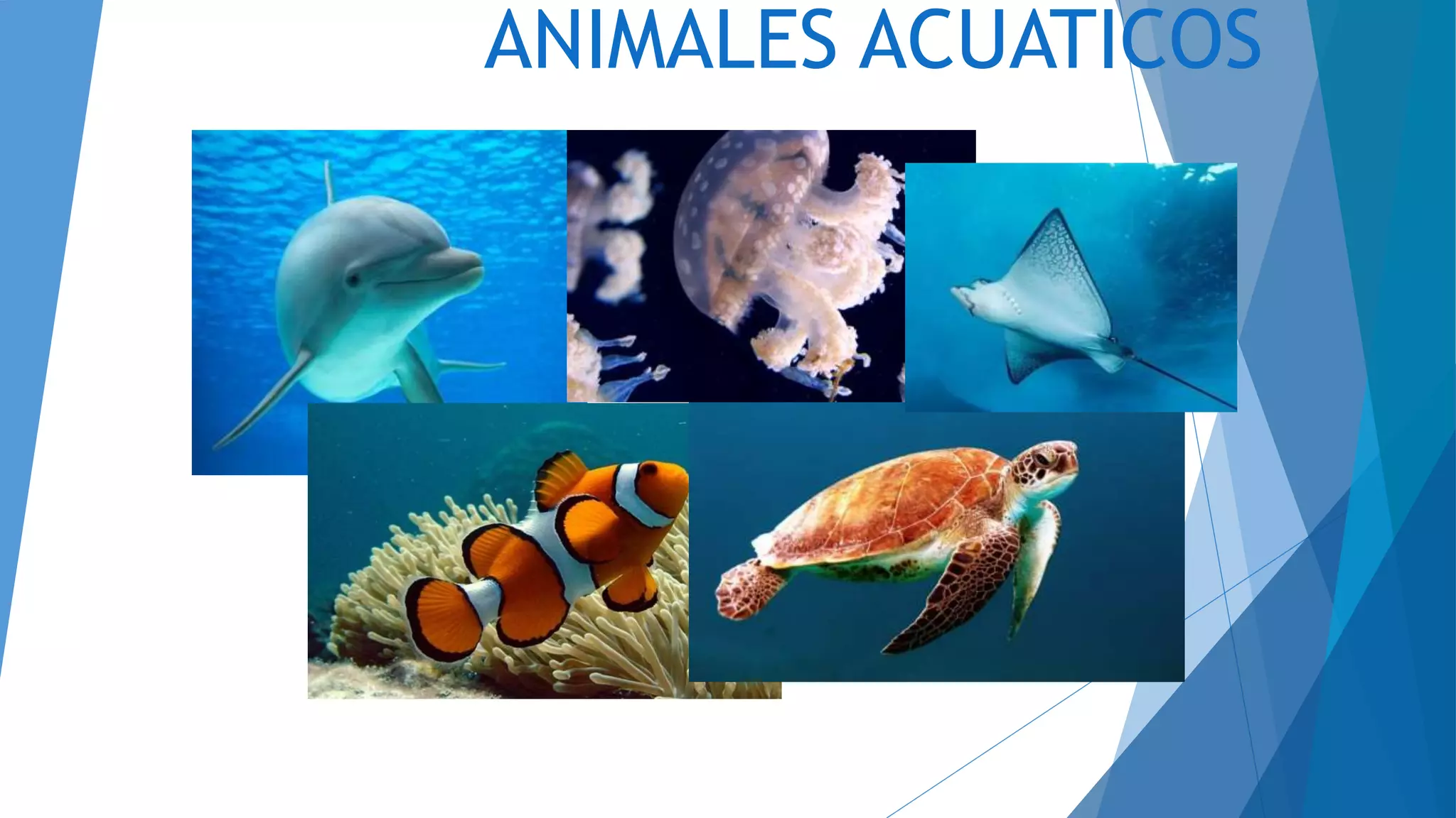 animales acuaticos y terrestres | PPT