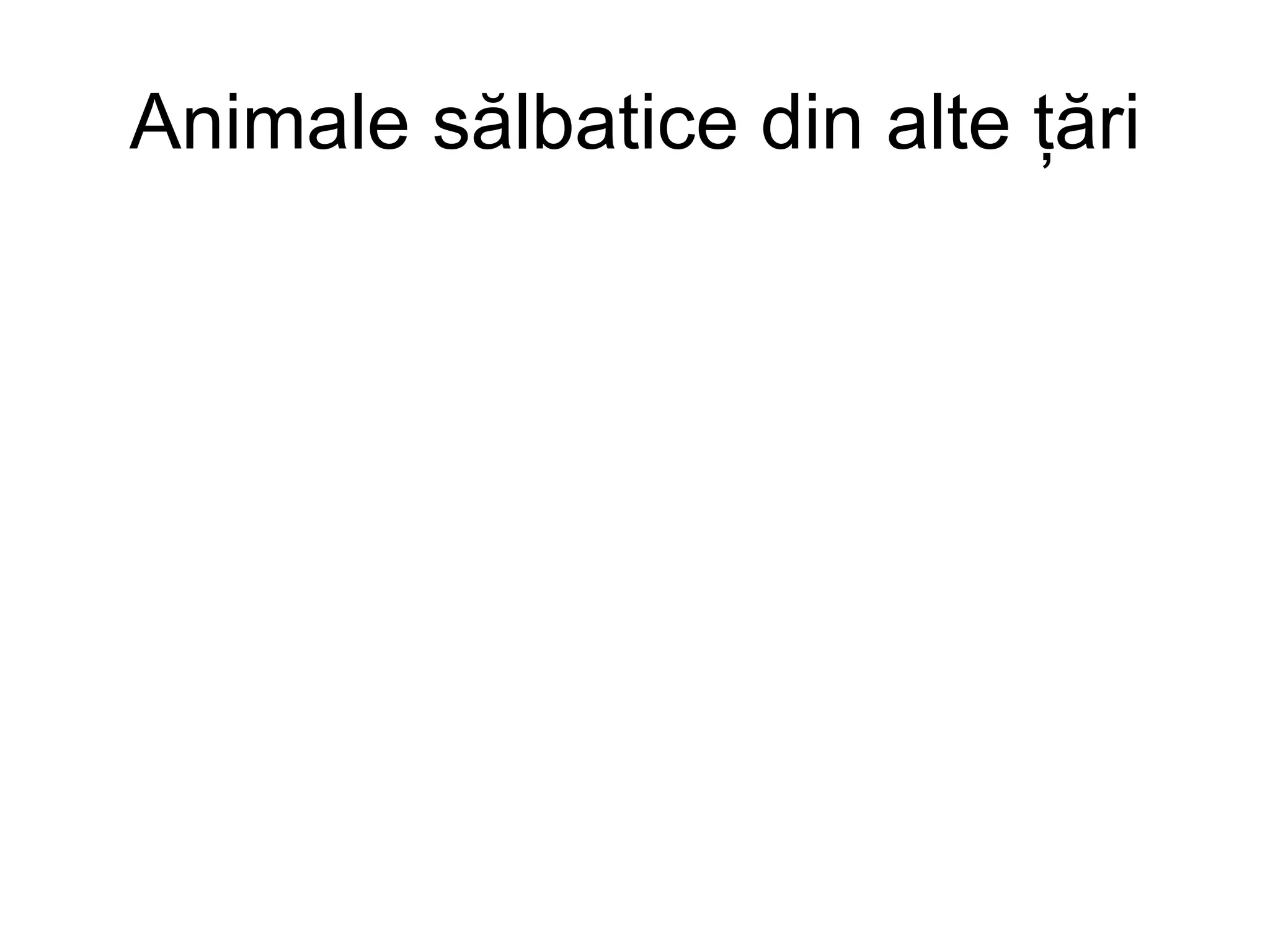 Animale Salbatice | PPT