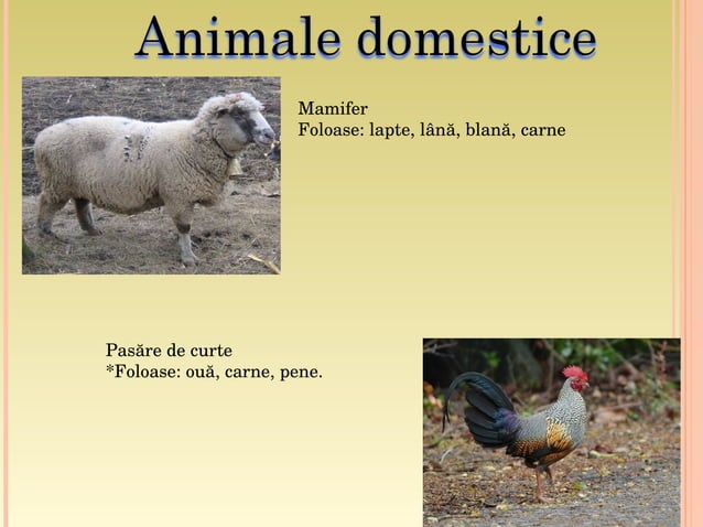 Animale Salbatice | PPT
