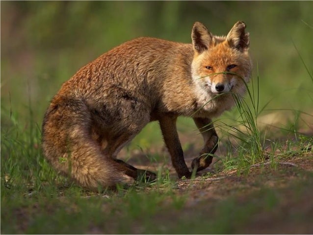 Animale salbatice periculoase