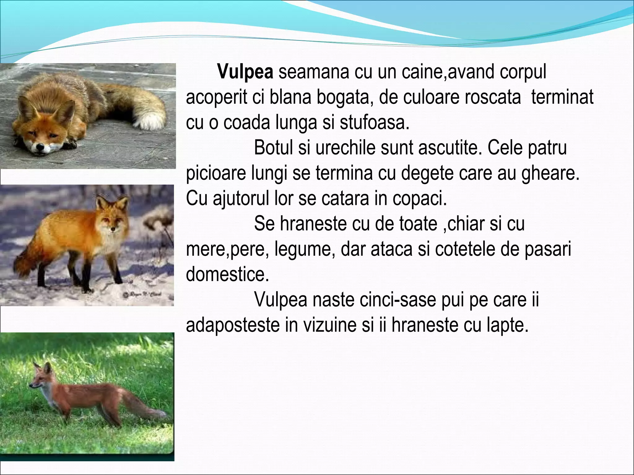 Animale salbatice | PPT