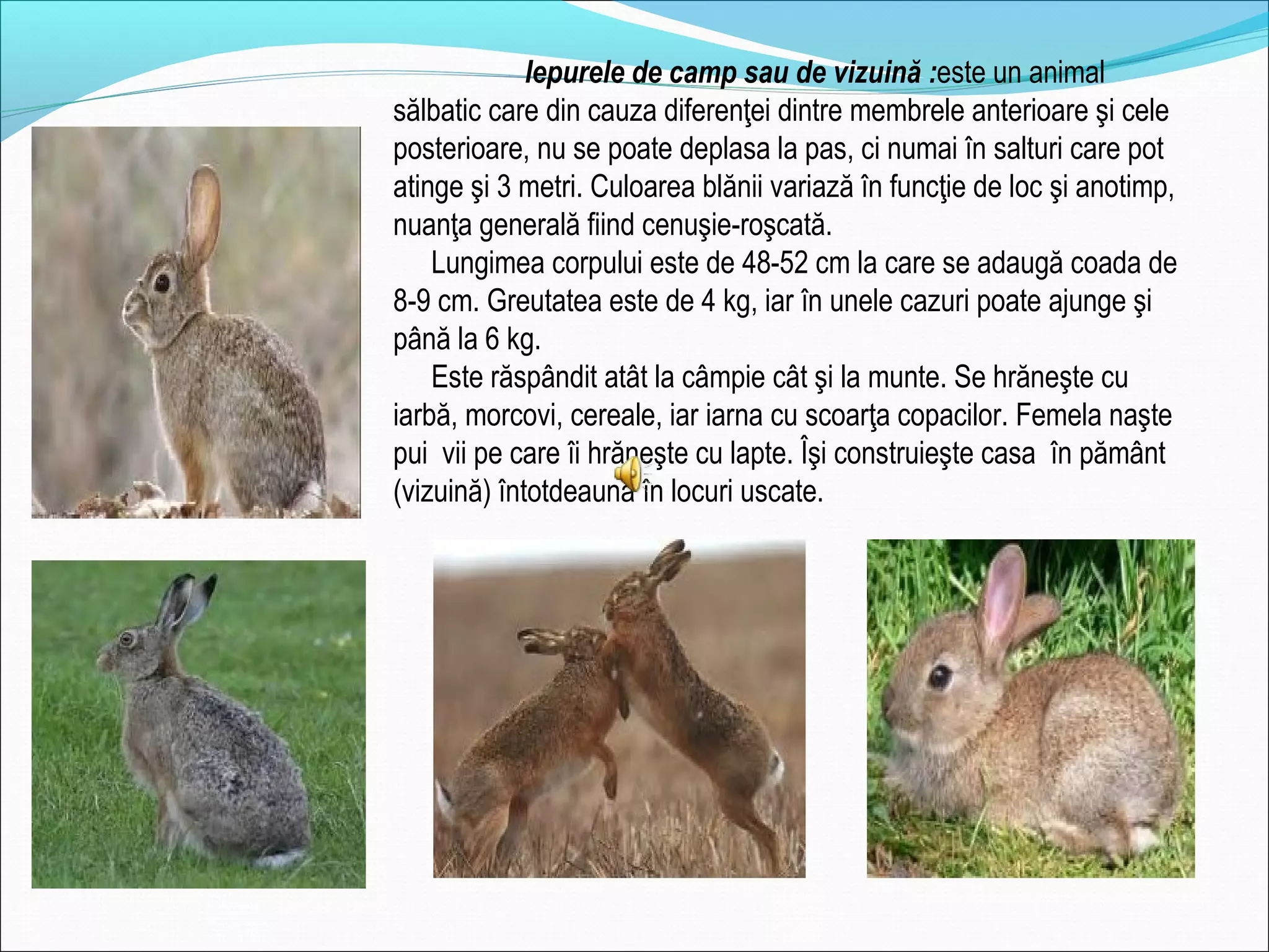 Animale salbatice | PPT
