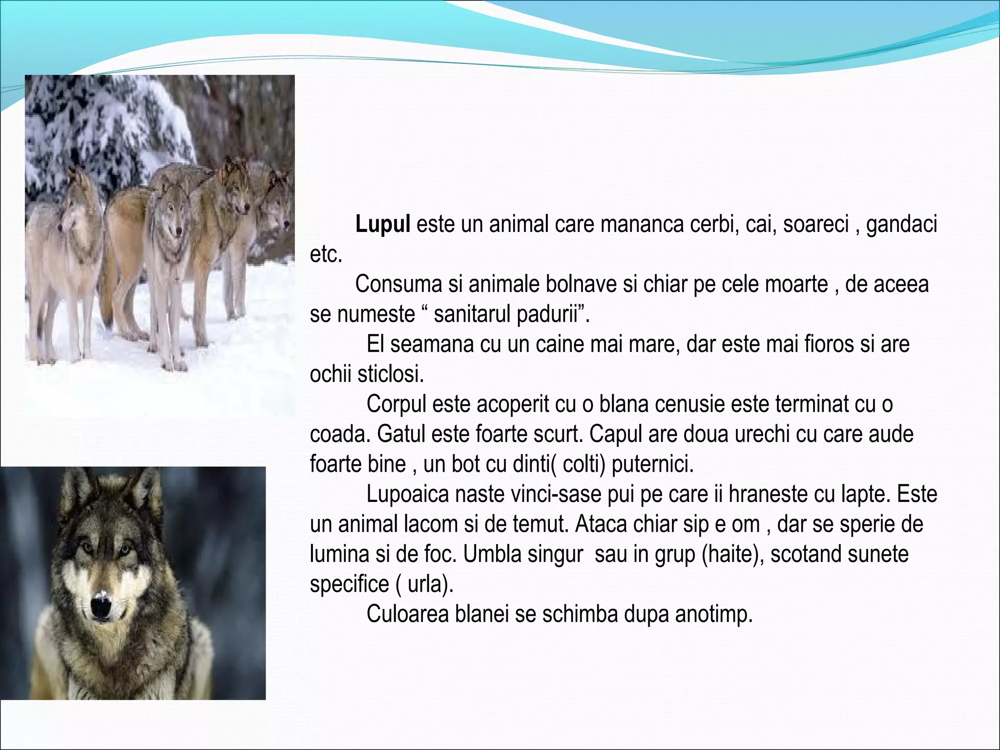Animale salbatice | PPT