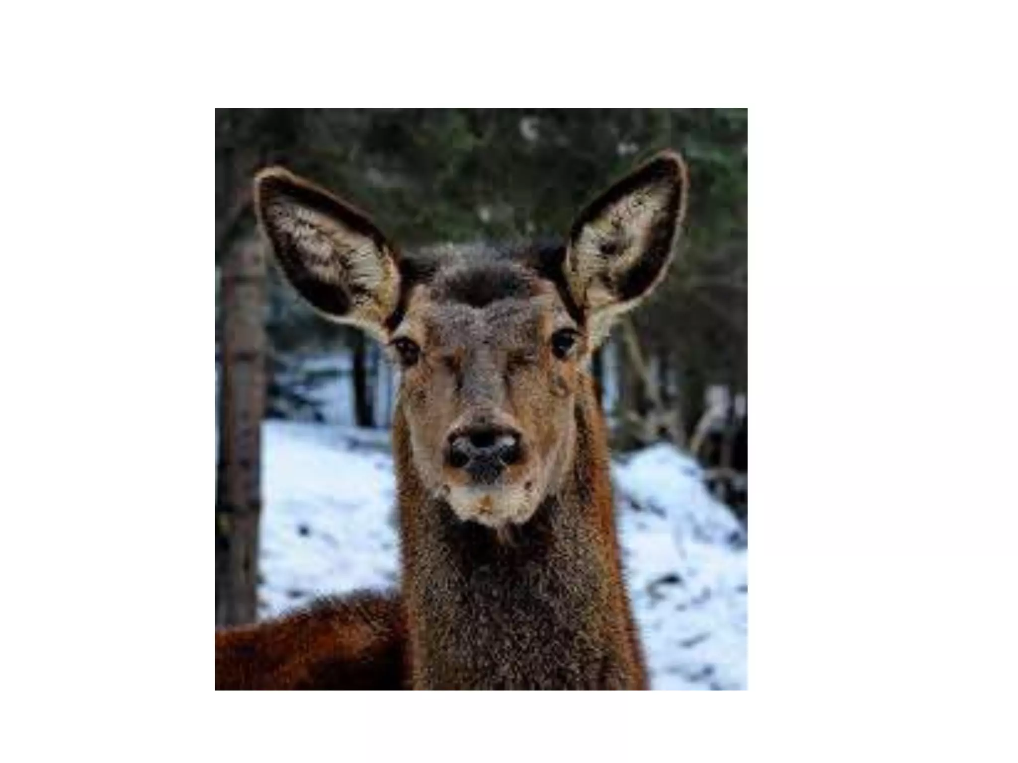 Animale salbatice | PPTX