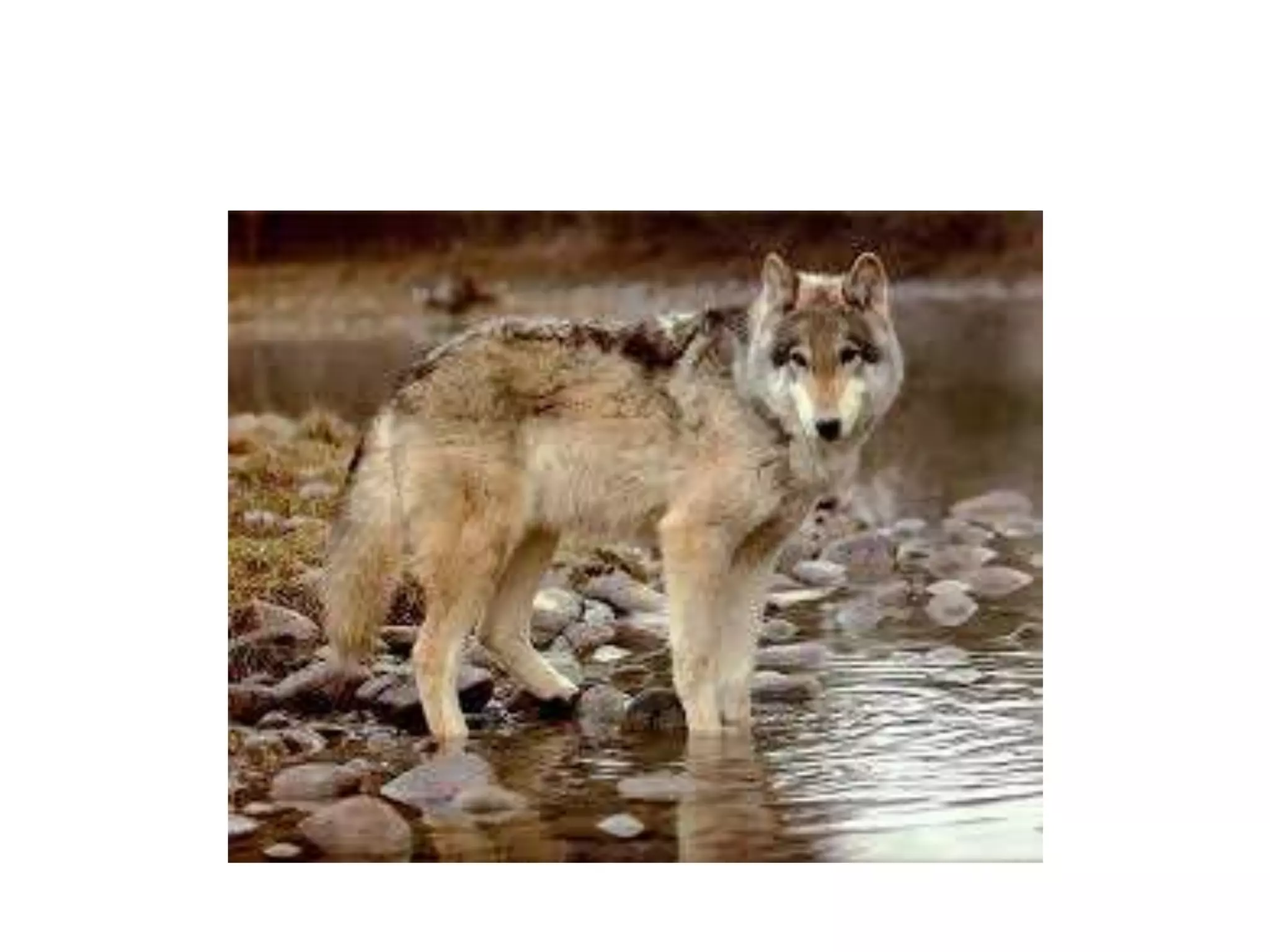 Animale salbatice | PPTX