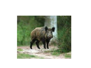 Animale salbatice | PPTX