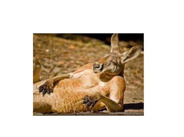 Animale salbatice | PPTX