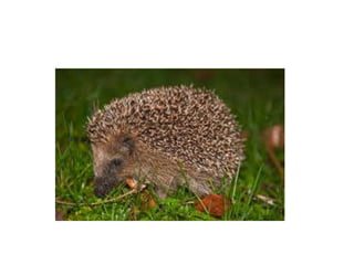 Animale salbatice | PPT