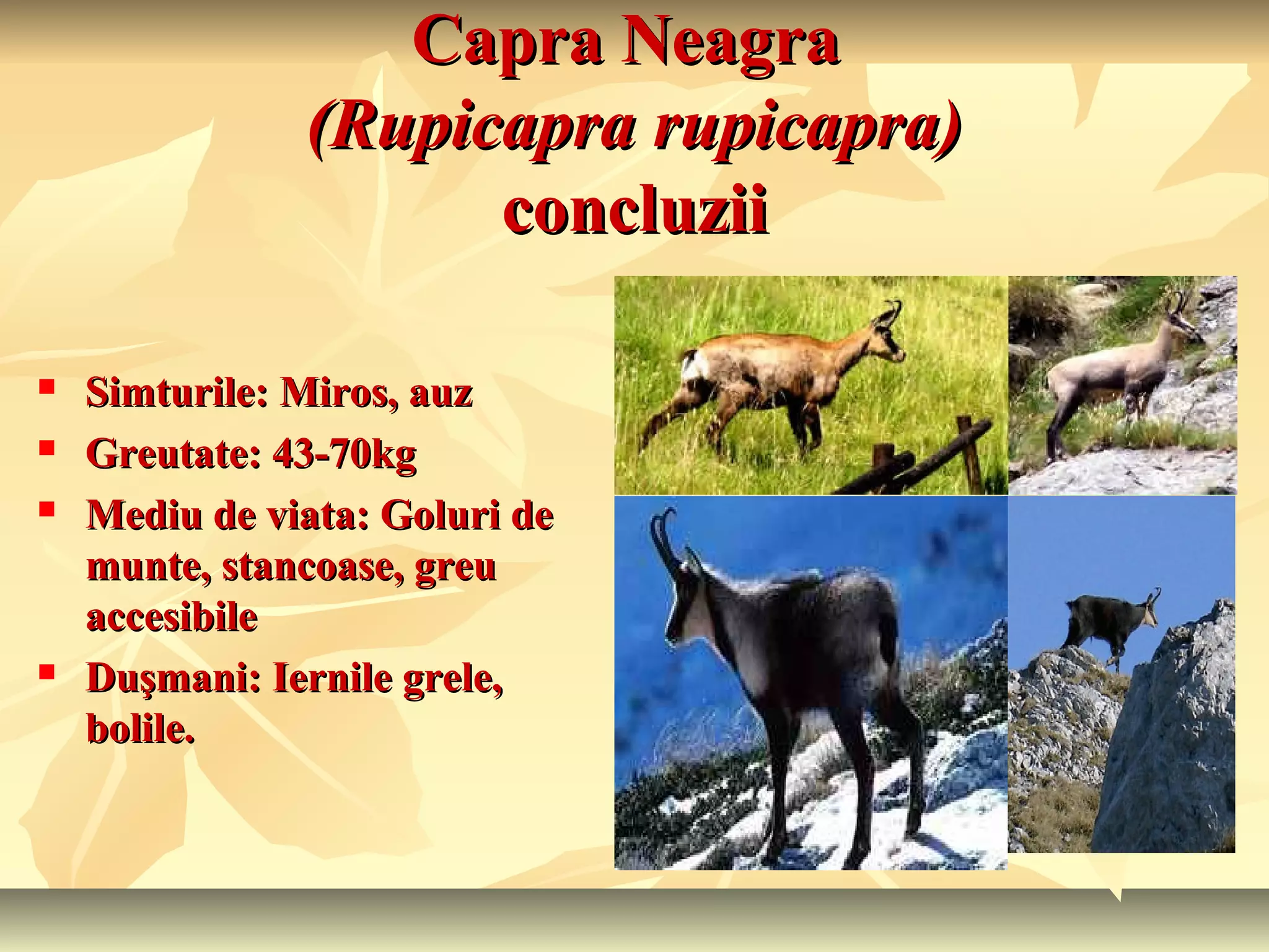 Animale salbatice din romania (1) | PPT