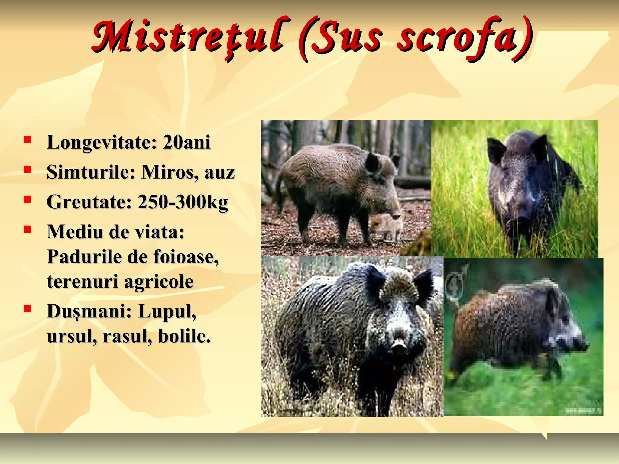 Animale salbatice din romania (1) | PPT