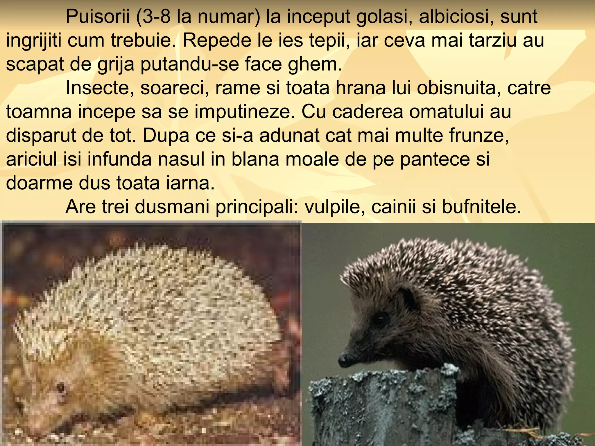 Animale salbatice din romania (1) | PPT