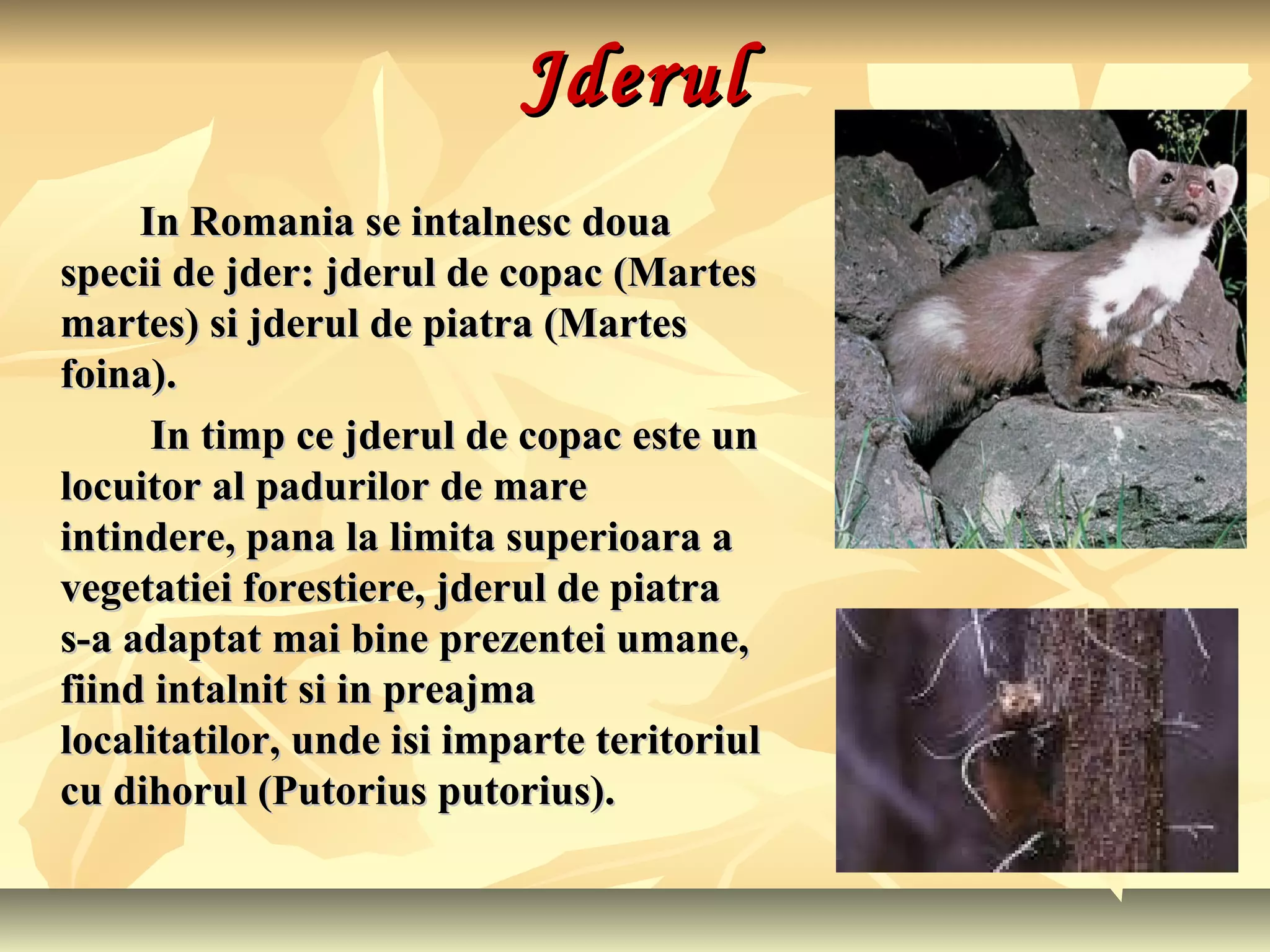 Animale salbatice din romania (1) | PPT