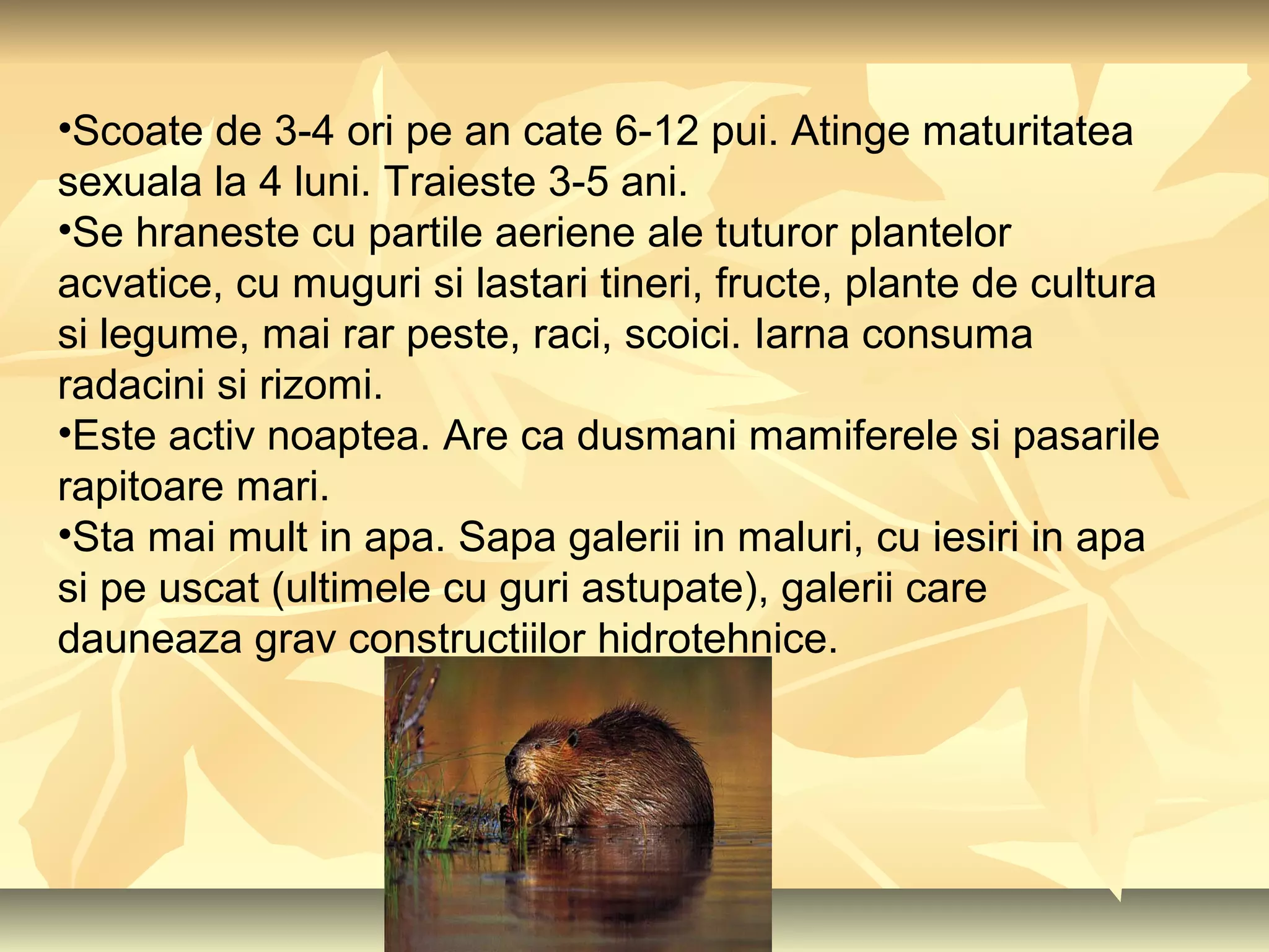 Animale salbatice din romania (1) | PPT