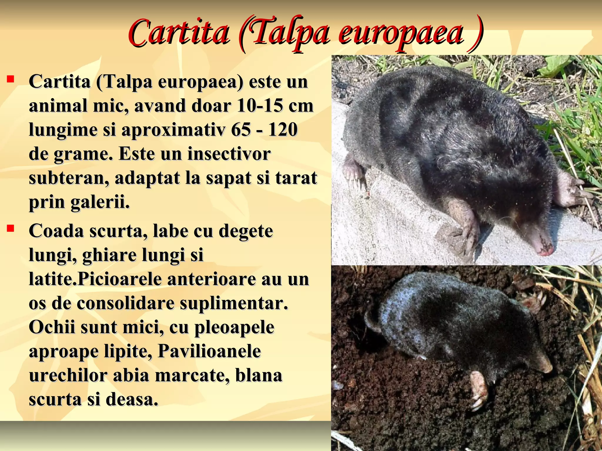 Animale salbatice din romania (1) | PPT