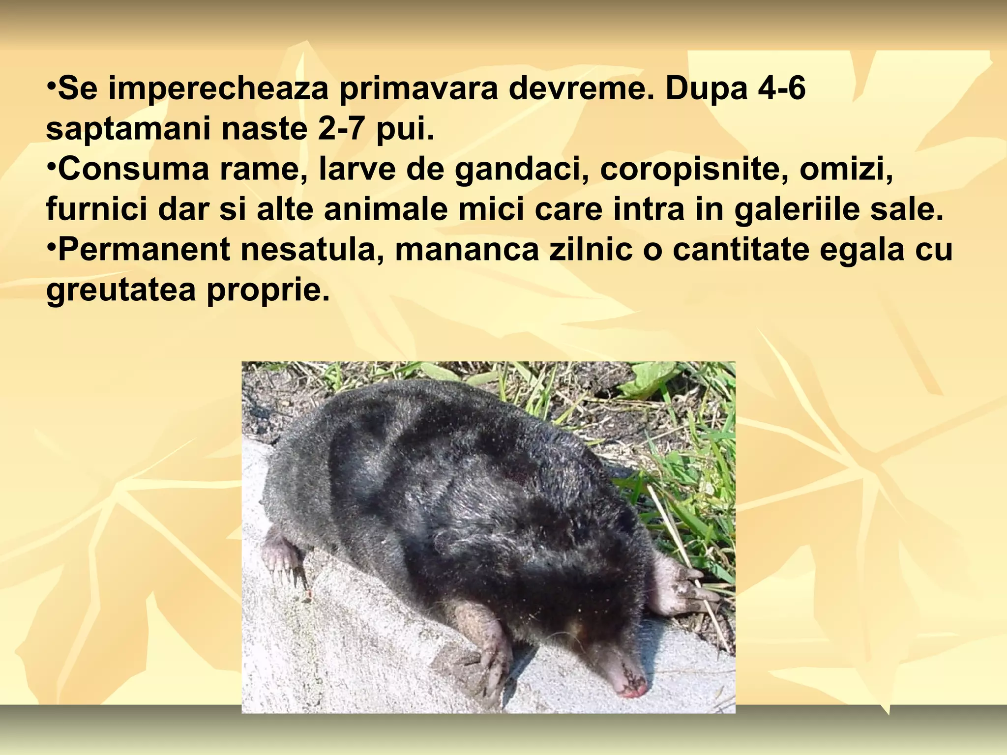 Animale salbatice din romania (1) | PPT
