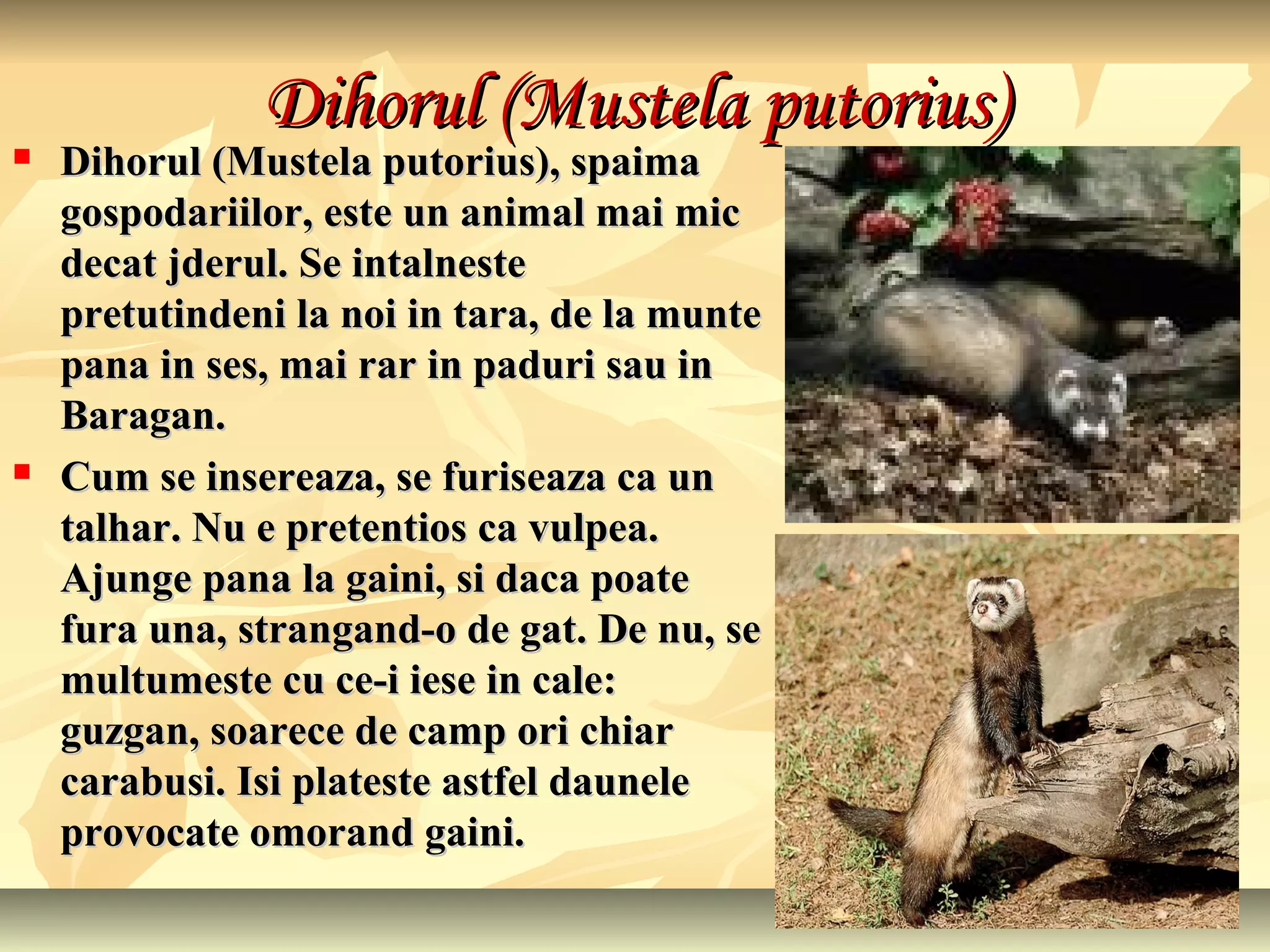 Animale salbatice din romania (1) | PPT