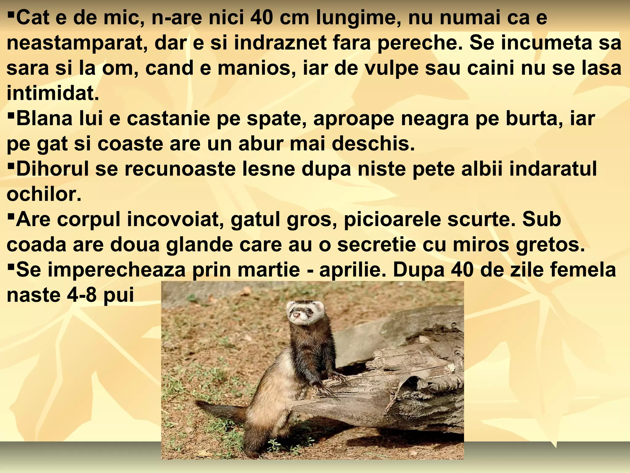Animale salbatice din romania (1) | PPT