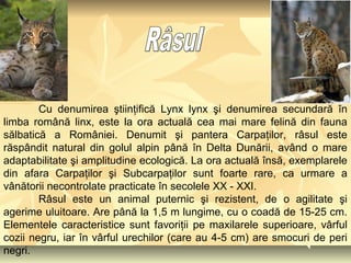 Animale salbatice din romania (1) | PPT