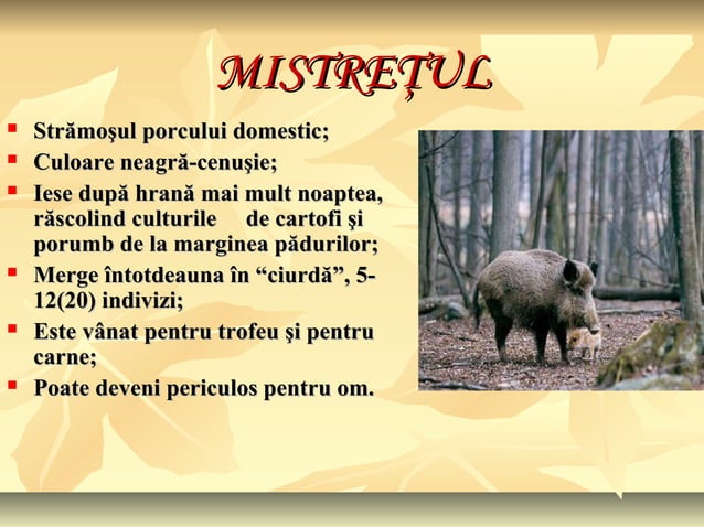 Animale salbatice din romania (1) | PPT