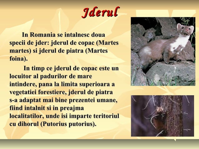 Animale salbatice din romania (1) | PPT