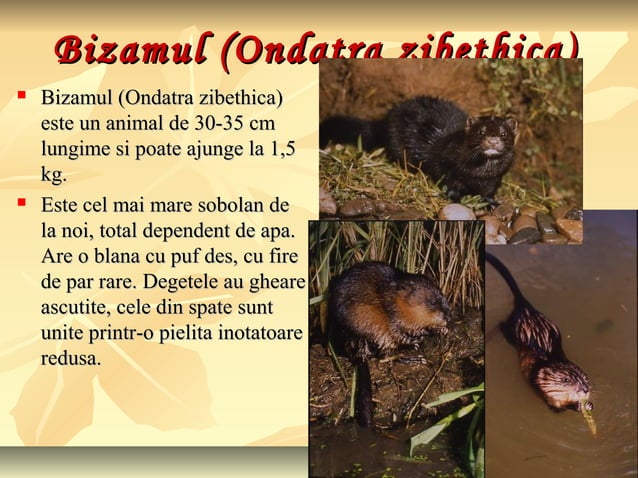 Animale salbatice din romania (1) | PPT