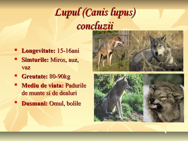 Animale salbatice din romania (1) | PPT