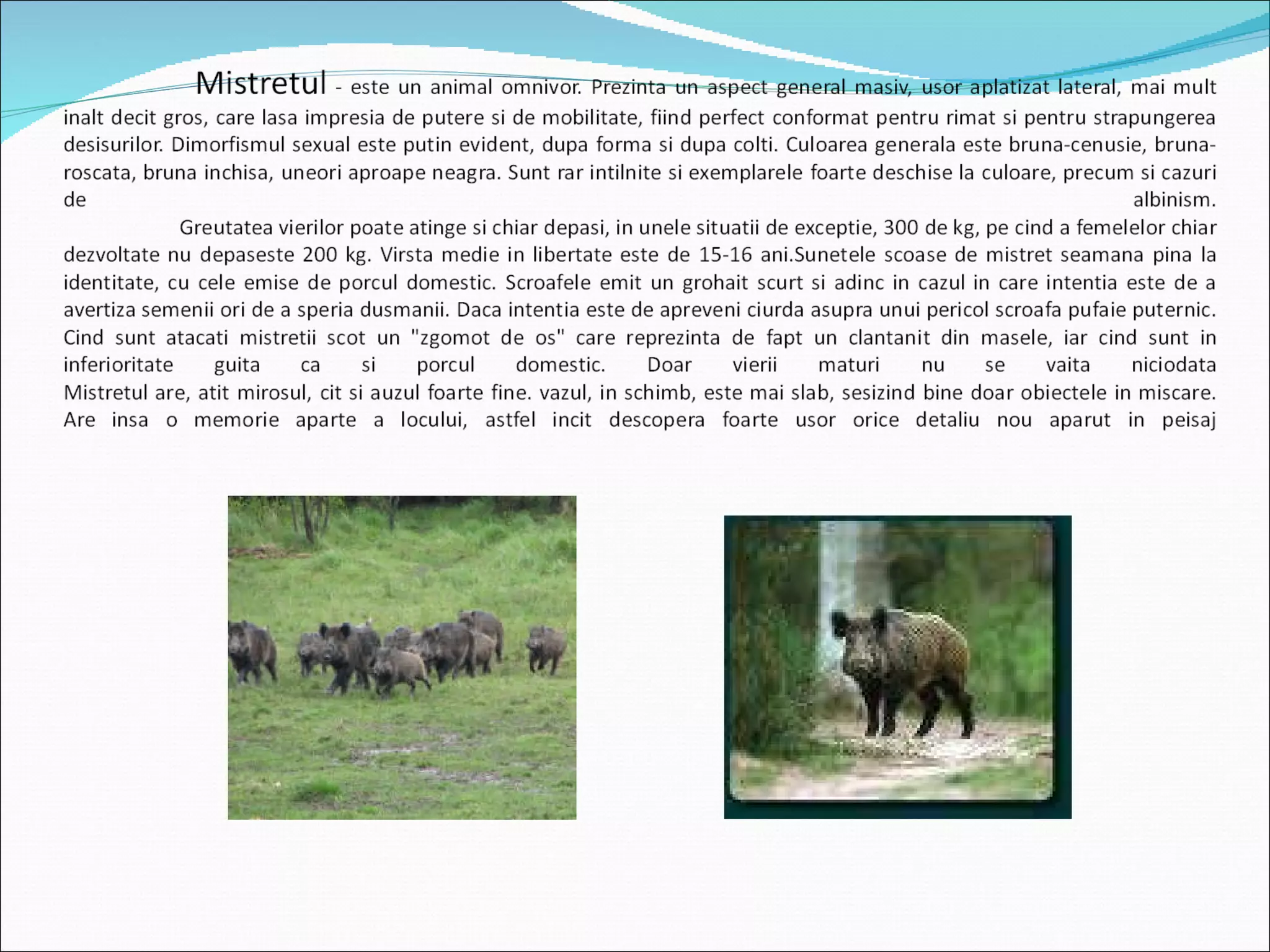 Animale salbatice din tara noastra | PPT