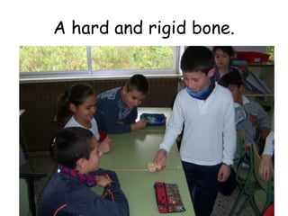 Animals in the classroom | PPT