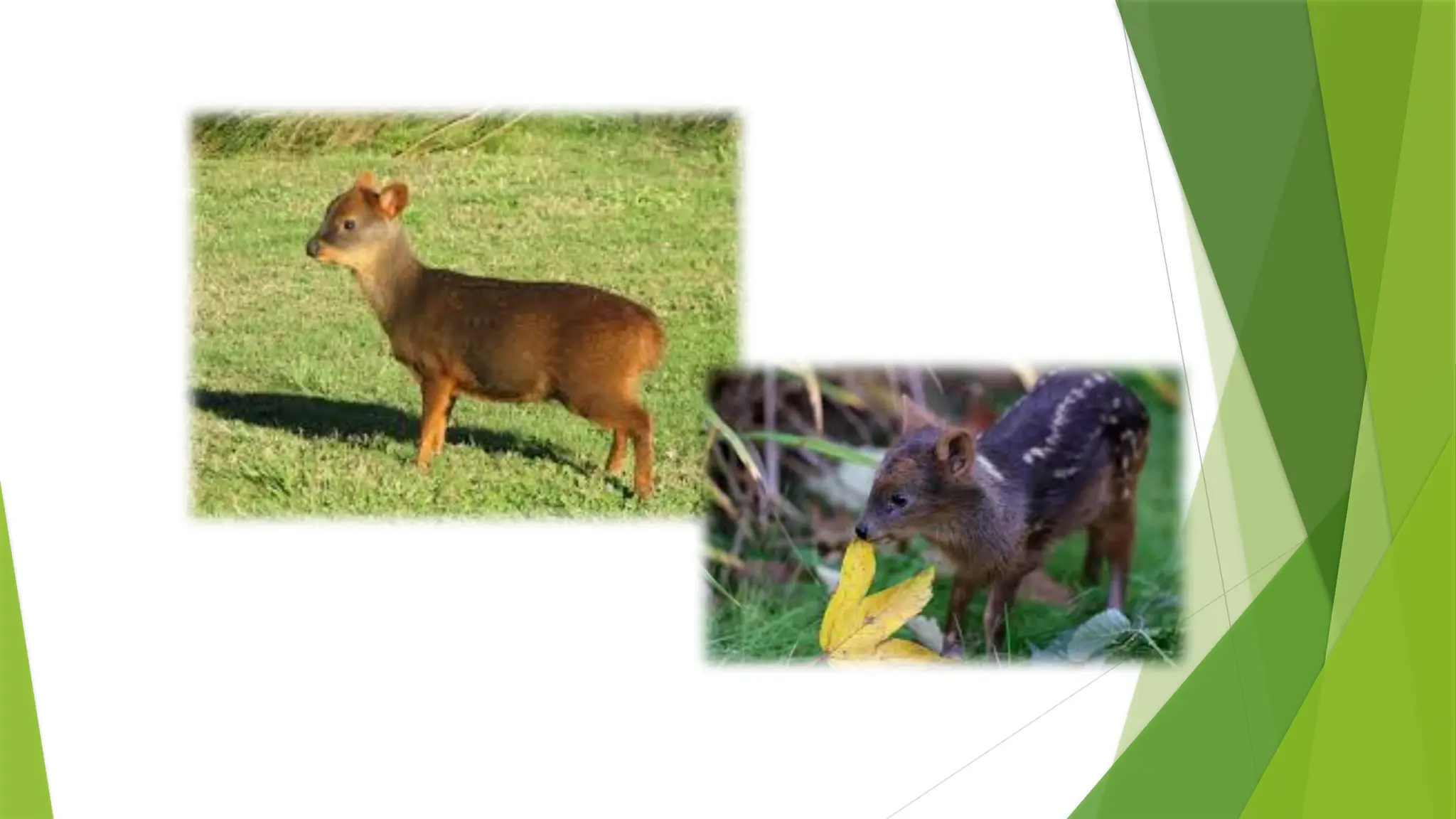 ANIMALES AUTÓCTONOS DE CHILE EL PUDU COLEGOO SALVATIERRA .pptx ...
