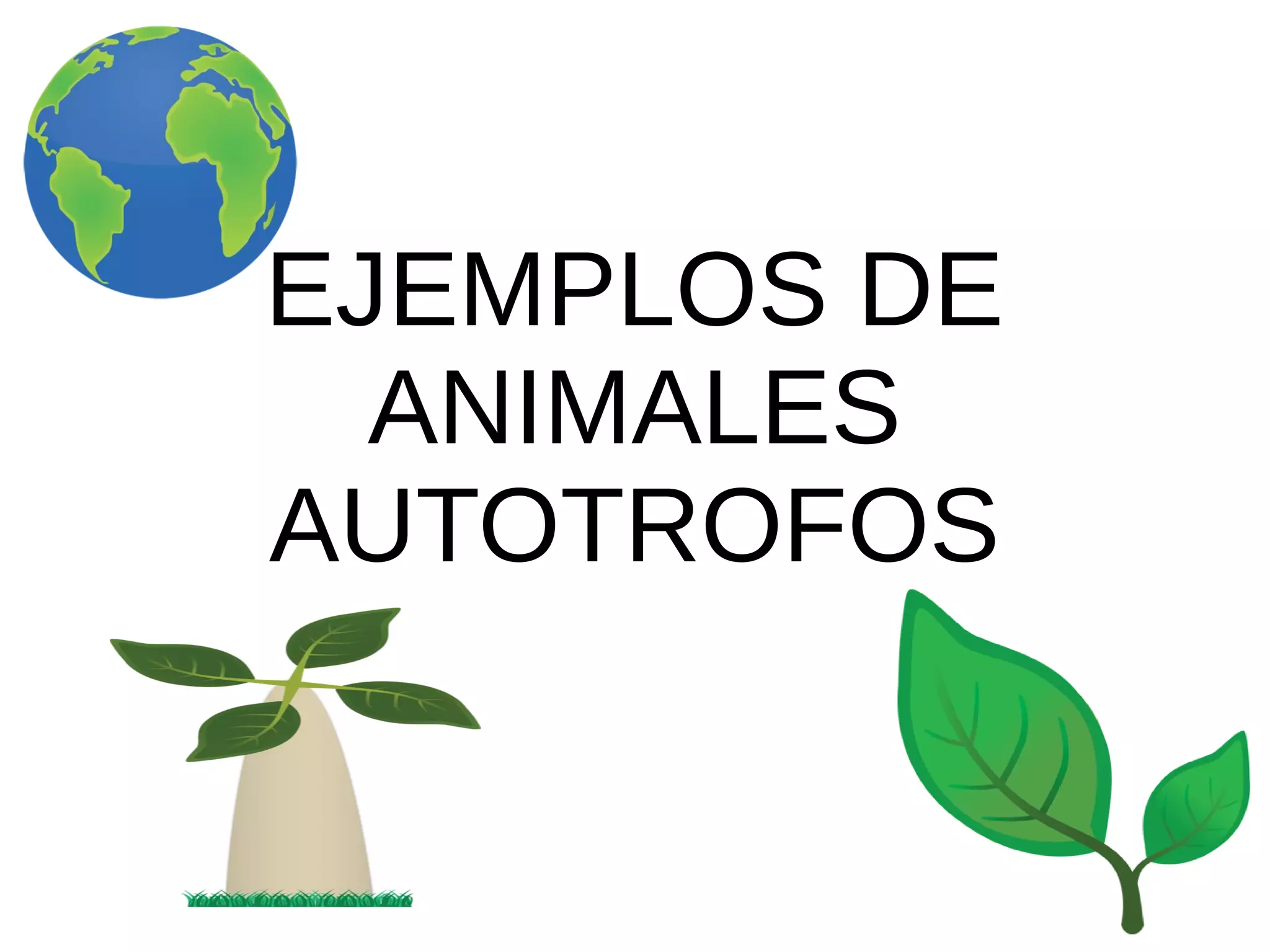 Animales autotrofos | ODP