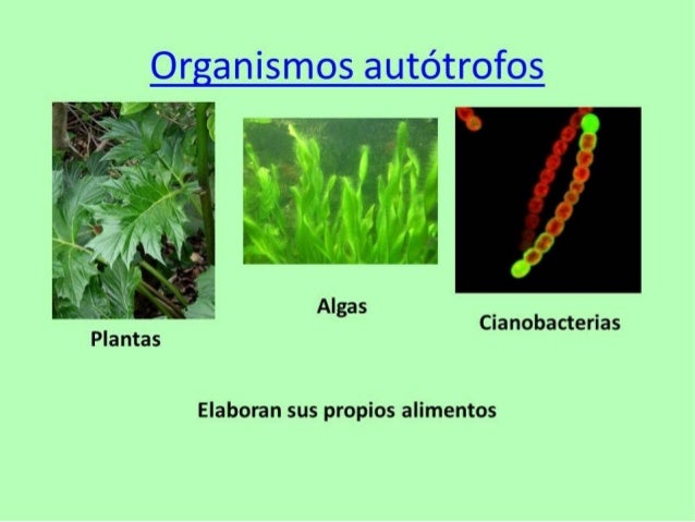 Animales autotrofos