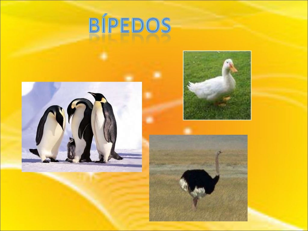 Animales bipedos y cuadrupedos