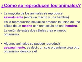 Animales ciclo | PPT