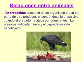 Animales ciclo | PPT