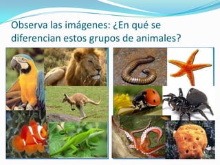 Animales con hueso y animales sin huesos | PPTX