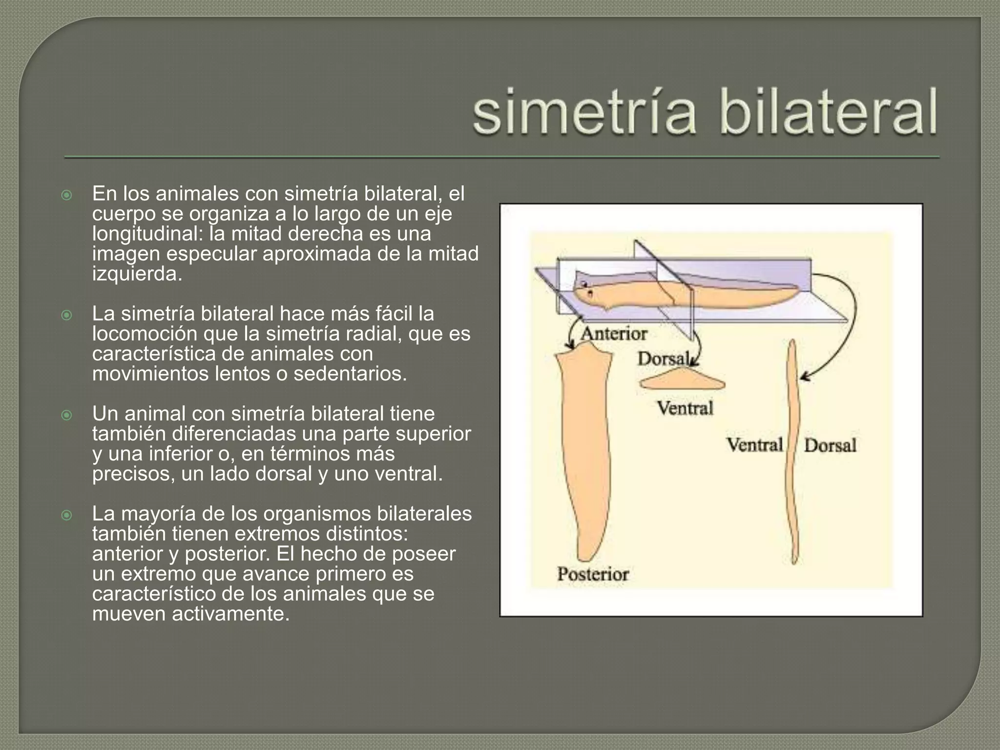 Animales con simetría bilateral | PPT