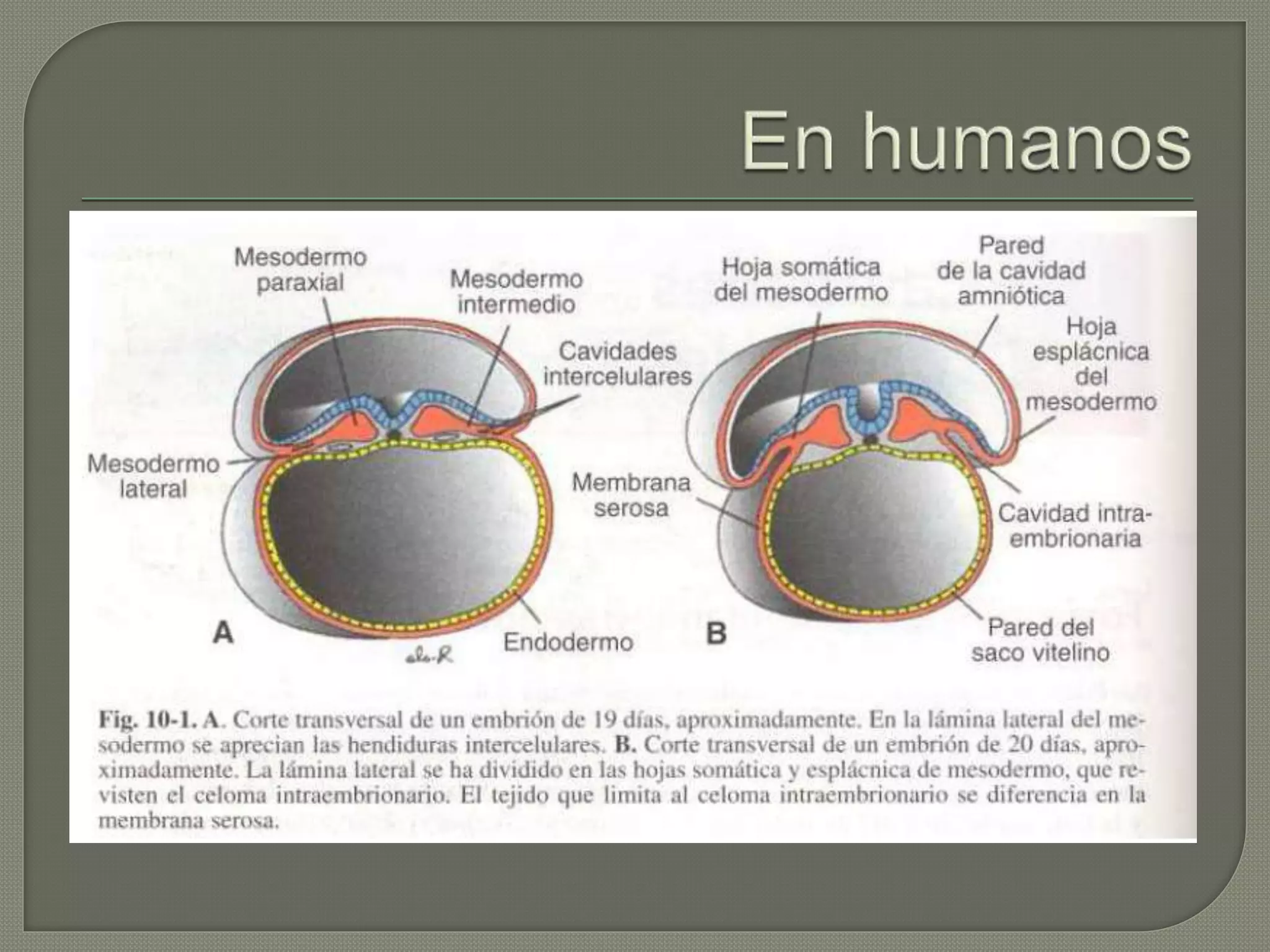 Animales con simetría bilateral | PPTX
