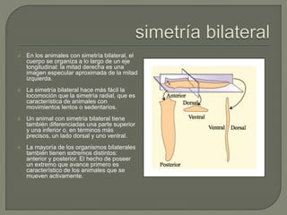 Animales con simetría bilateral | PPTX
