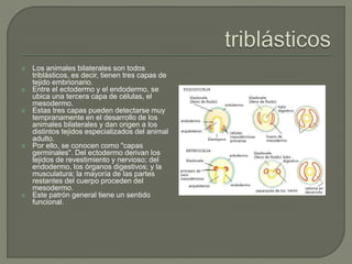 Animales con simetría bilateral | PPTX