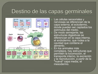 Animales con simetría bilateral | PPTX