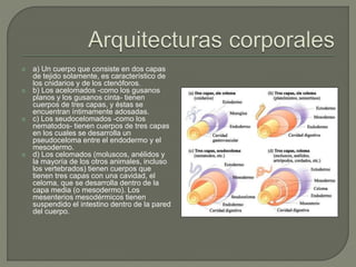 Animales con simetría bilateral | PPTX